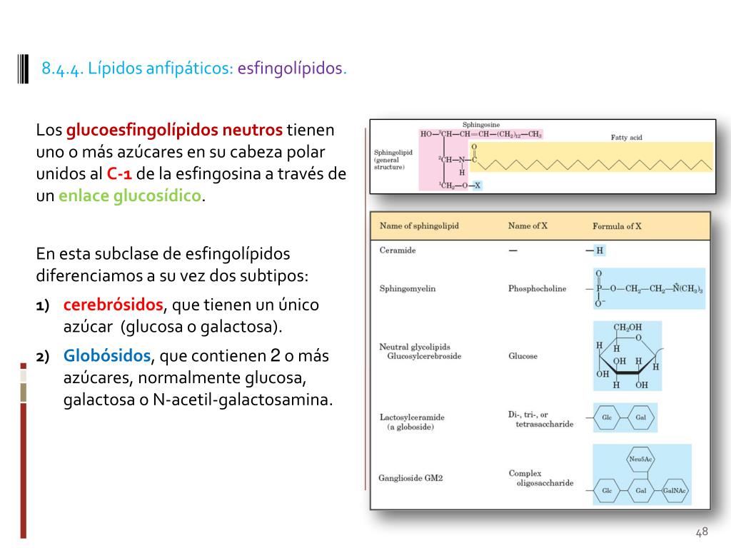 PPT - Bioquímica Estructural Lípidos y mem branas biológicas PowerPoint ...