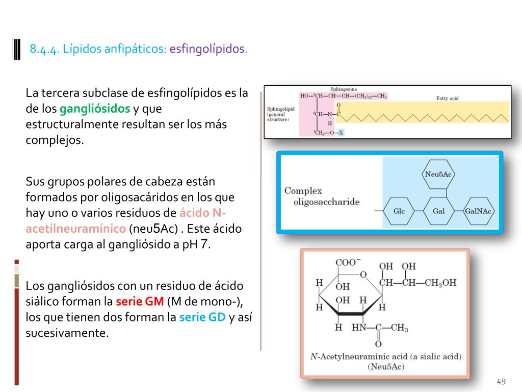 PPT - Bioquímica Estructural Lípidos y mem branas biológicas PowerPoint ...