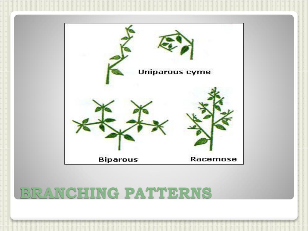 PPT - Resource Acquisition & Transport in Vascular Plants PowerPoint ...