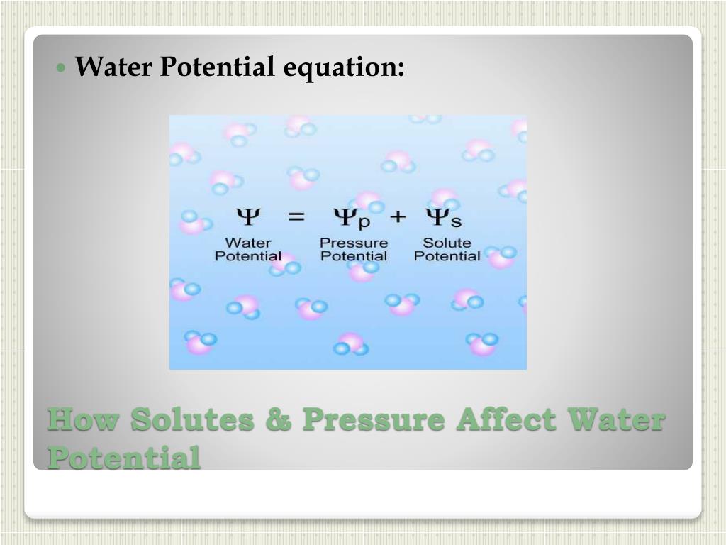PPT - Resource Acquisition & Transport in Vascular Plants PowerPoint ...
