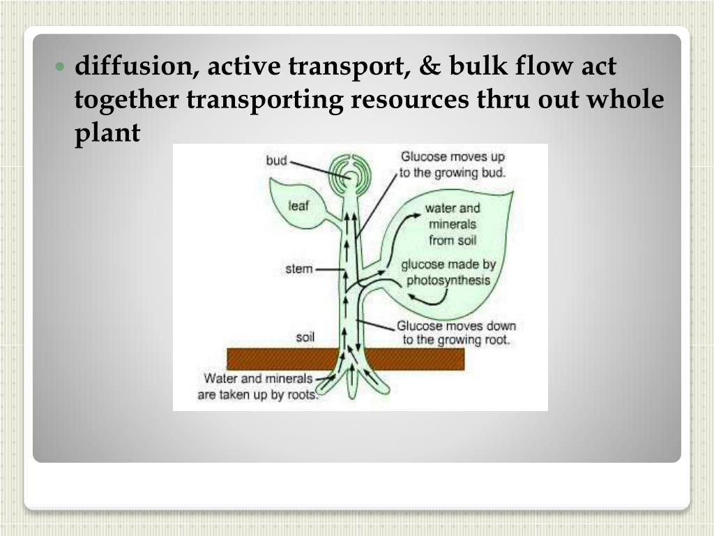 PPT - Resource Acquisition & Transport in Vascular Plants PowerPoint ...