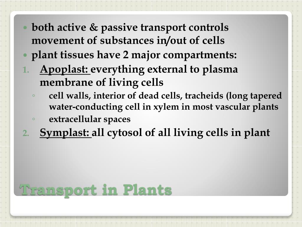 PPT - Resource Acquisition & Transport in Vascular Plants PowerPoint ...