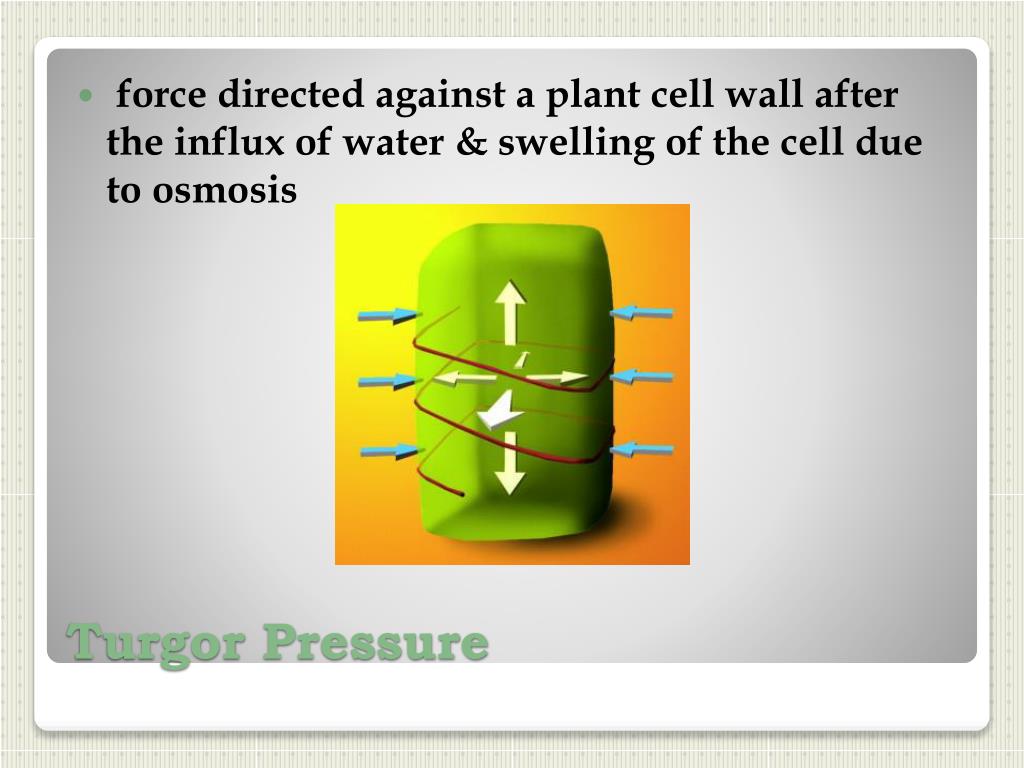 PPT - Resource Acquisition & Transport in Vascular Plants PowerPoint ...