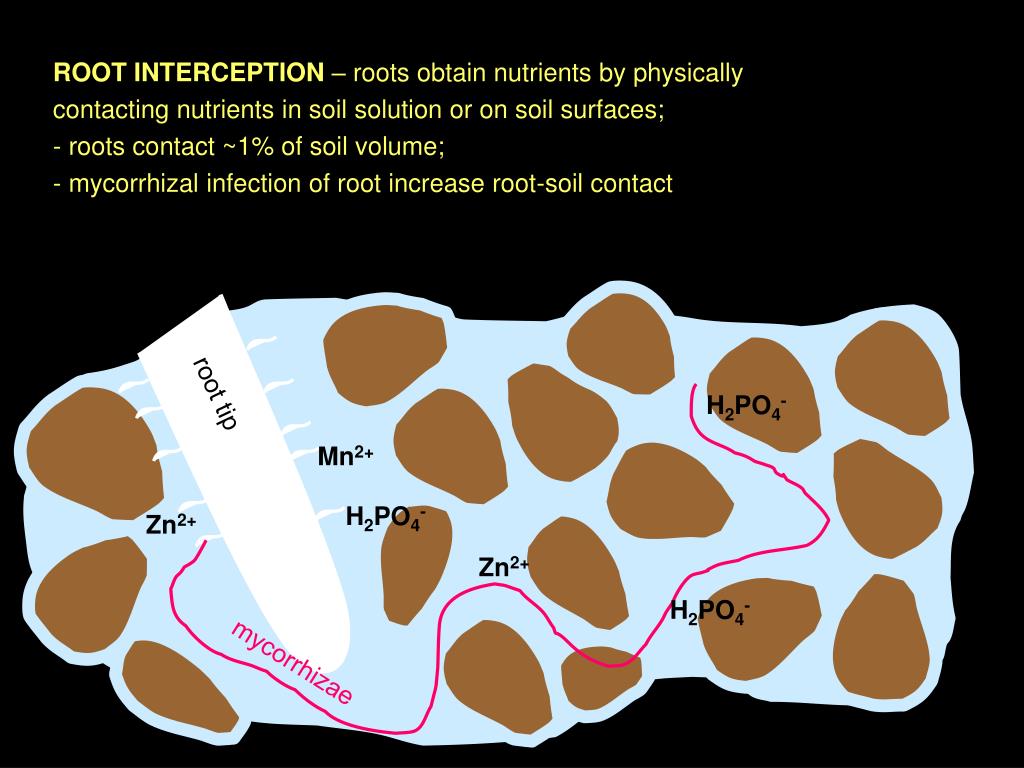 PPT - KETERSEDIAAN & SERAPAN HARA PowerPoint Presentation, free ...