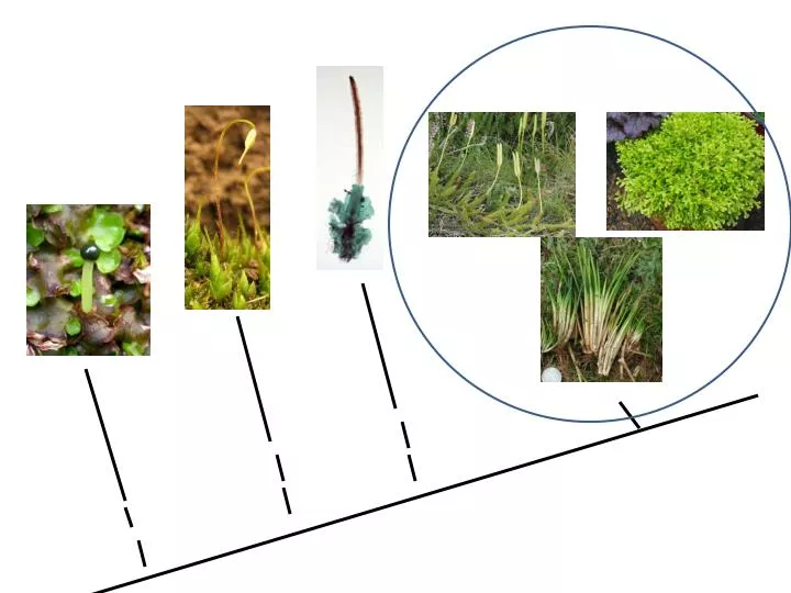 Clubmoss Lycopodium Structure Life Cycle Carlson Clubmoss Lycopodium Structure Life Cycle Carlson