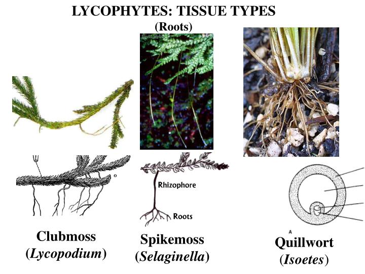 PPT - Clubmoss ( Lycopodium ) PowerPoint Presentation - ID:2160586