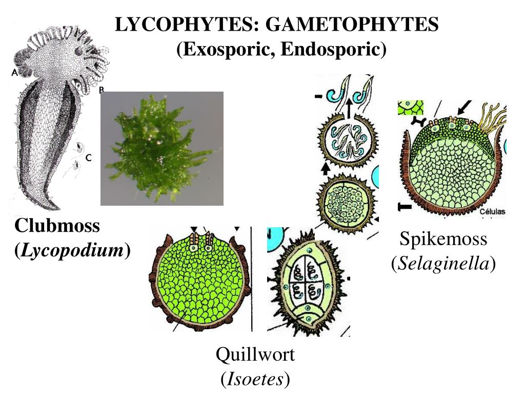 Clubmoss Lycopodium Structure Life Cycle Carlson Clubmoss Lycopodium Structure Life Cycle Carlson