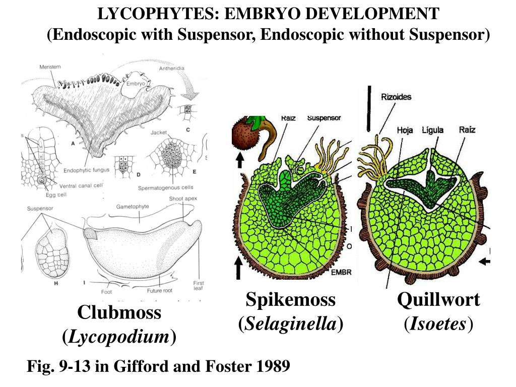 Clubmoss Lycopodium Structure Life Cycle Carlson Clubmoss Lycopodium Structure Life Cycle Carlson
