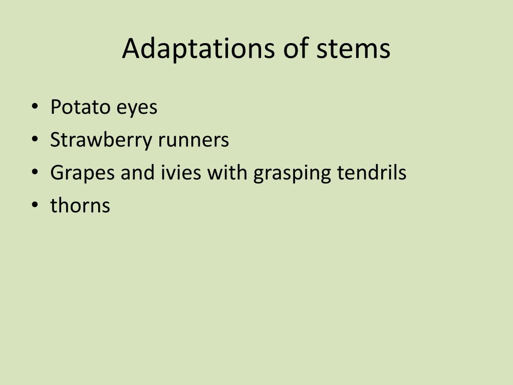PPT - Plant Anatomy and Nutrient Transport PowerPoint Presentation ...