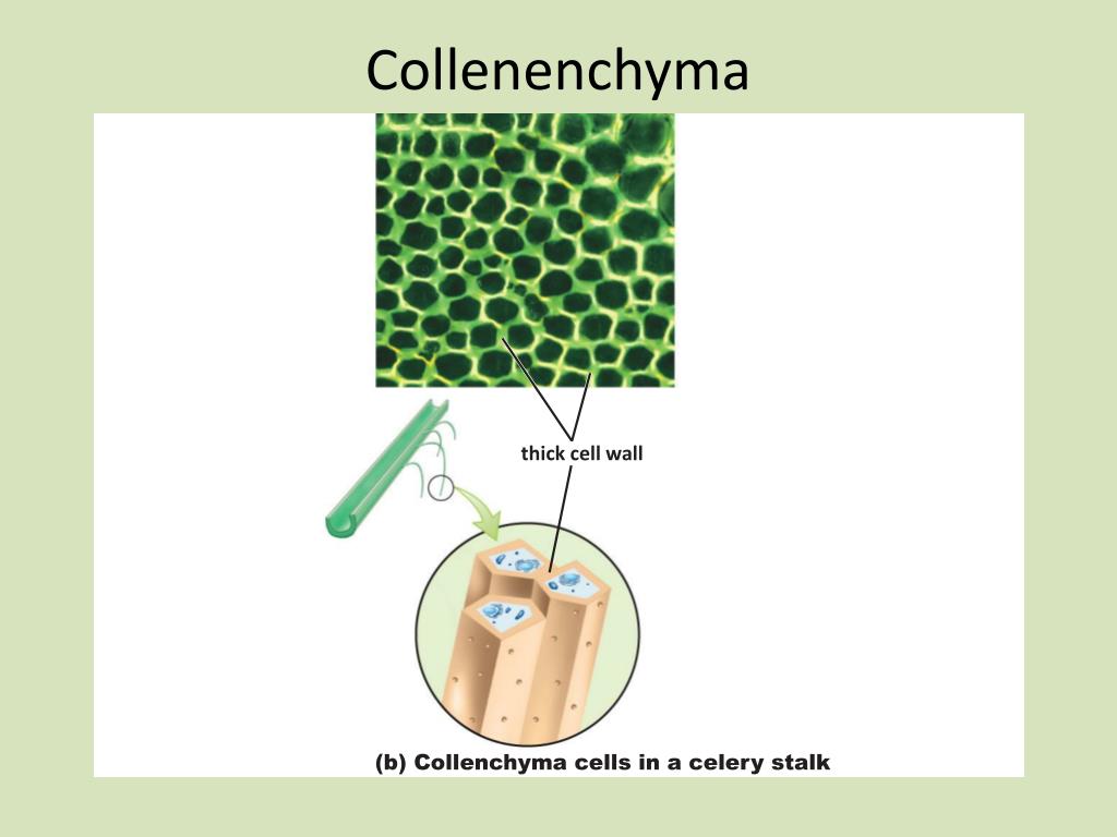 PPT - Plant Anatomy and Nutrient Transport PowerPoint Presentation ...