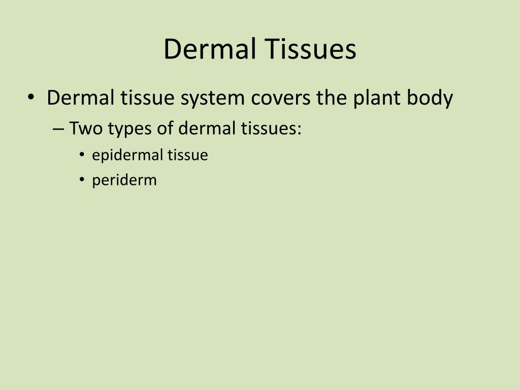 PPT - Plant Anatomy and Nutrient Transport PowerPoint Presentation ...