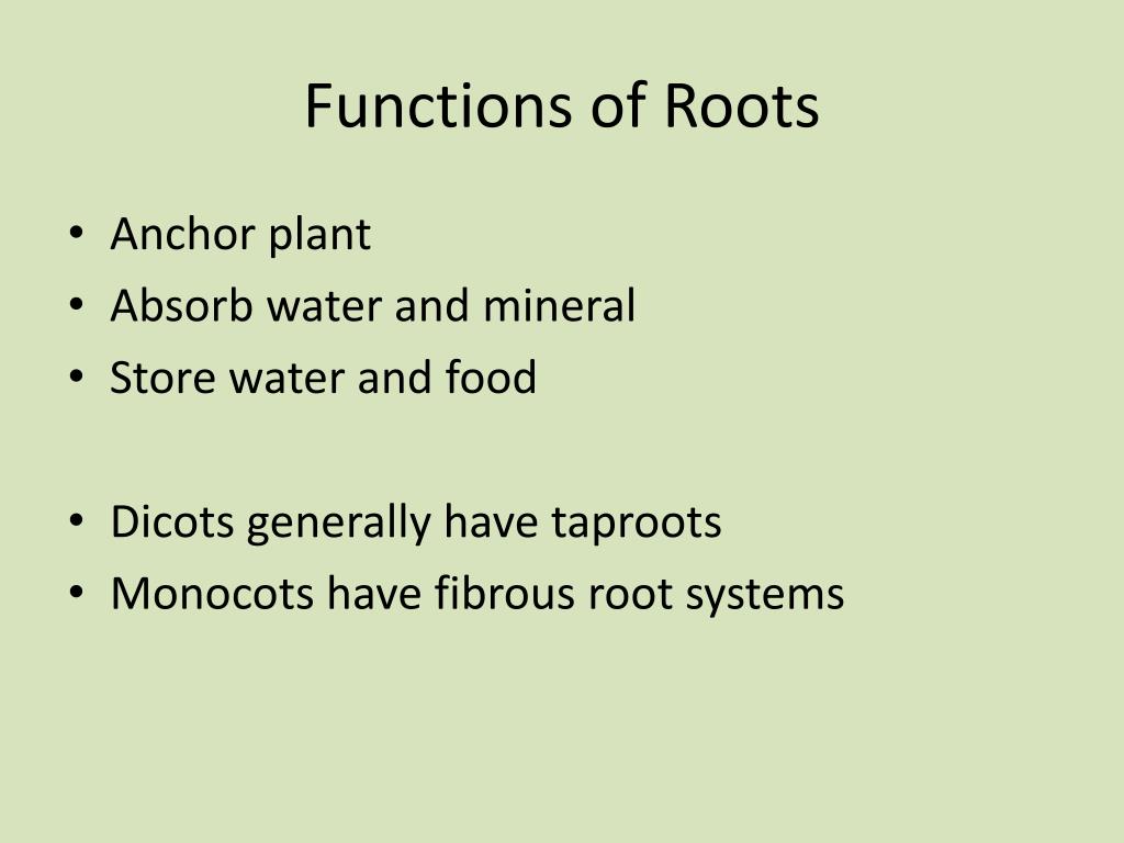 PPT - Plant Anatomy and Nutrient Transport PowerPoint Presentation ...