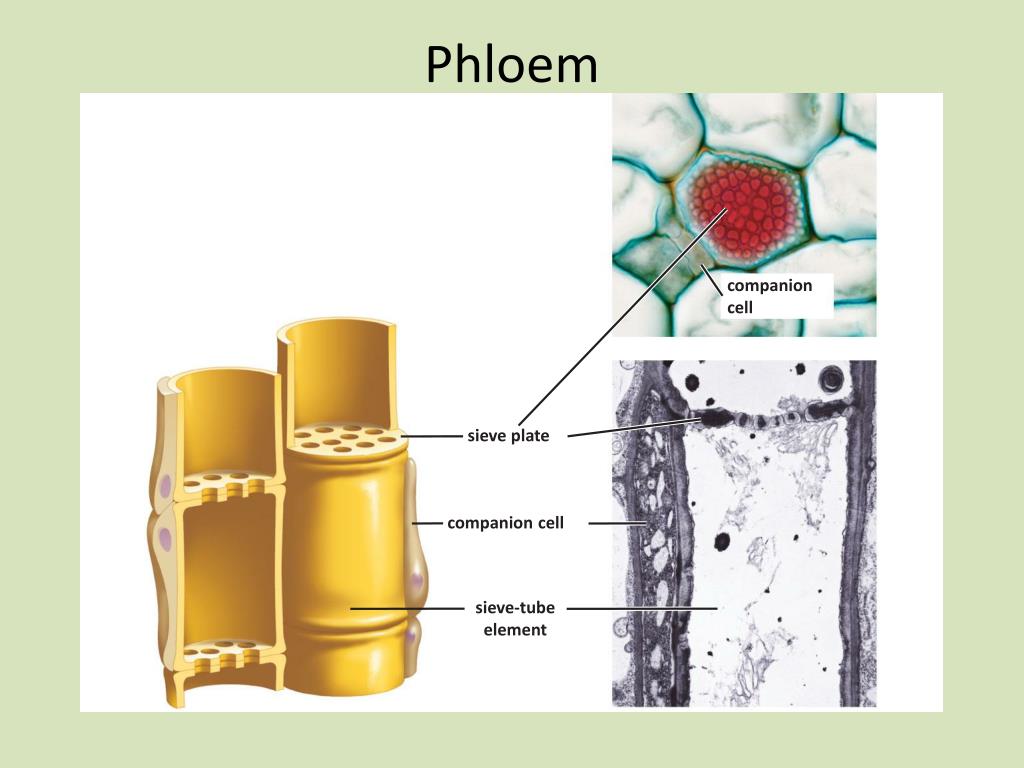 PPT - Plant Anatomy and Nutrient Transport PowerPoint Presentation ...
