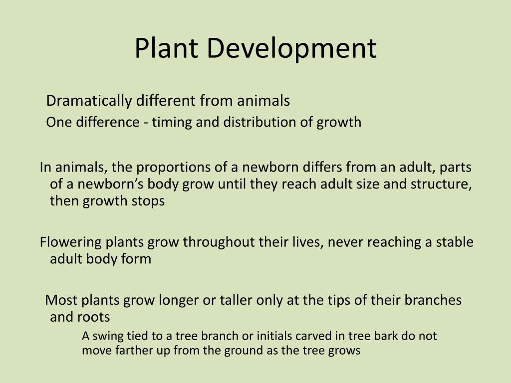 PPT - Plant Anatomy and Nutrient Transport PowerPoint Presentation ...