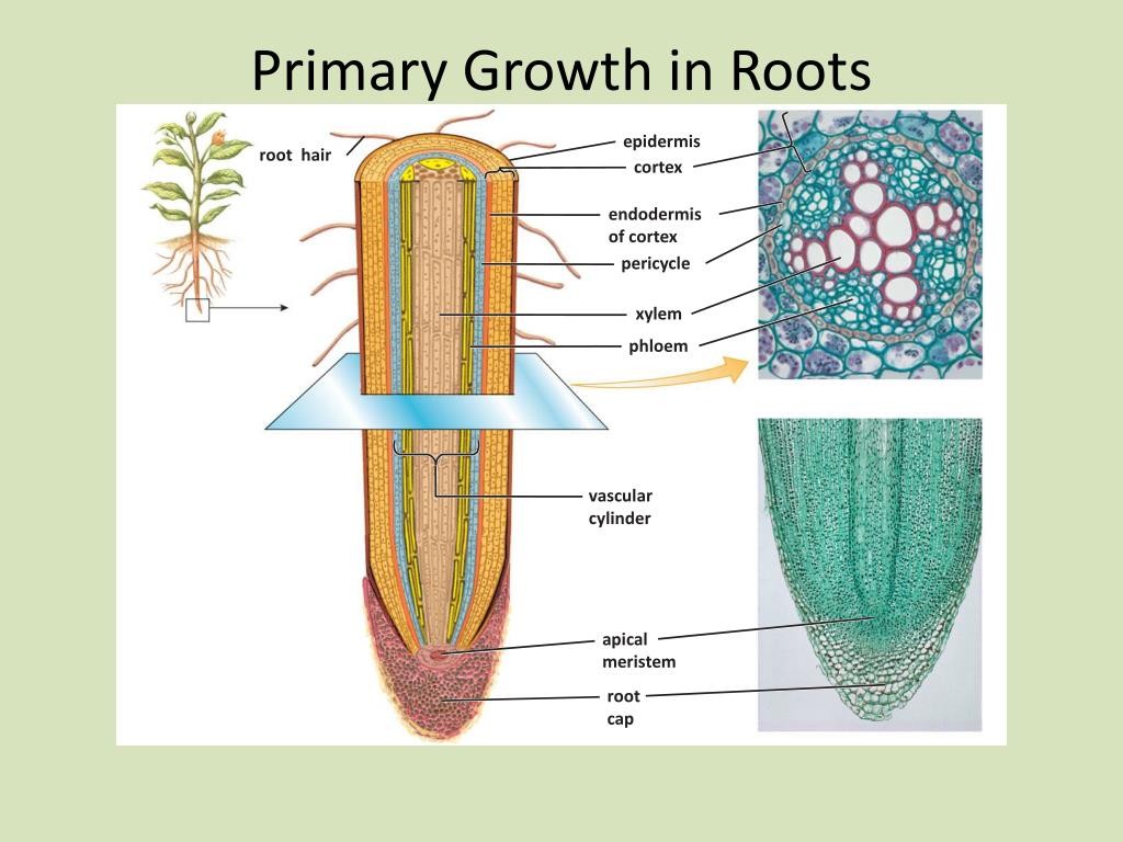 PPT - Plant Anatomy and Nutrient Transport PowerPoint Presentation ...