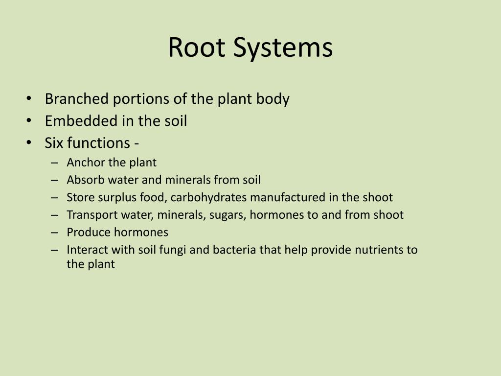 PPT - Plant Anatomy and Nutrient Transport PowerPoint Presentation ...