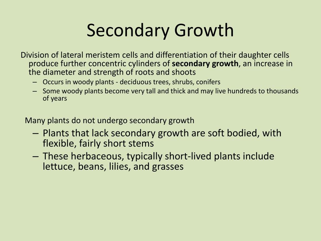 PPT - Plant Anatomy and Nutrient Transport PowerPoint Presentation ...