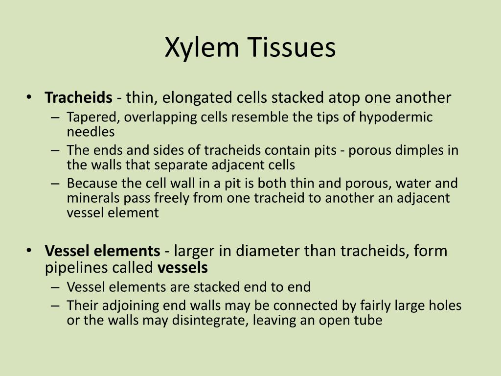 PPT - Plant Anatomy and Nutrient Transport PowerPoint Presentation ...