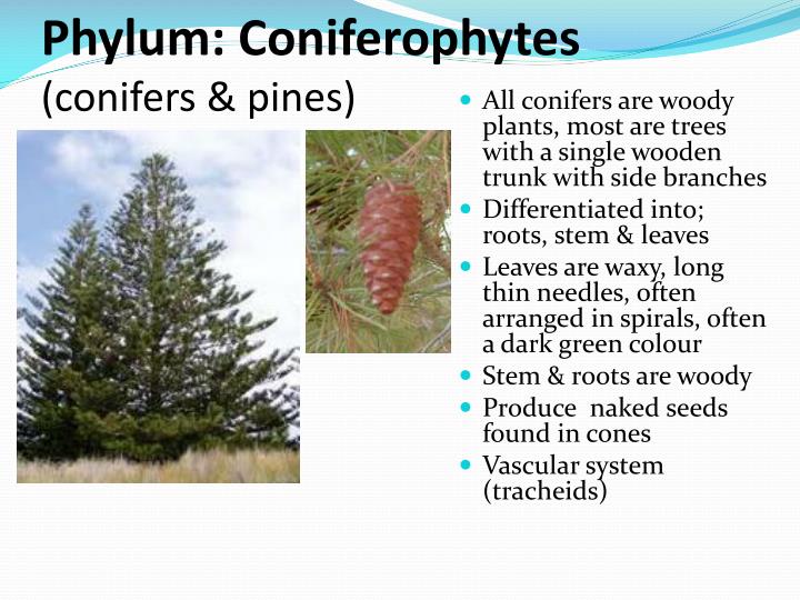 PPT - 5.5: Classification PowerPoint Presentation - ID:2160607