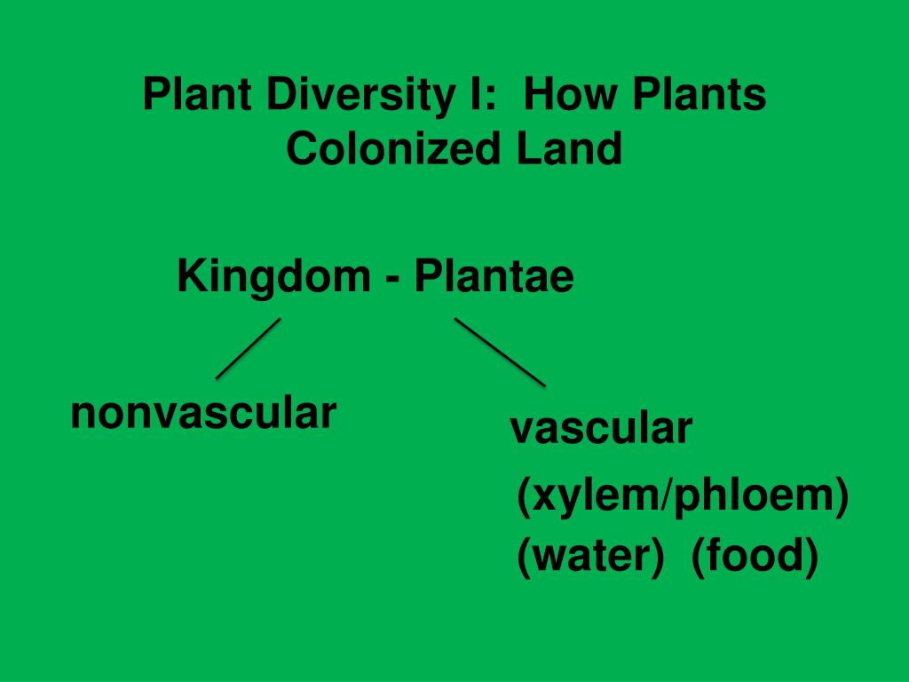 PPT - Plant Diversity I: How Plants Colonized Land PowerPoint ...