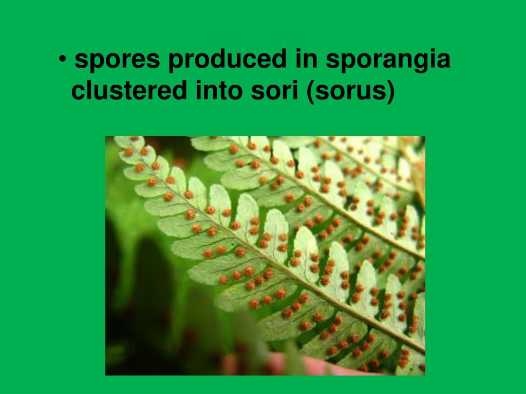 PPT - Plant Diversity I: How Plants Colonized Land PowerPoint ...