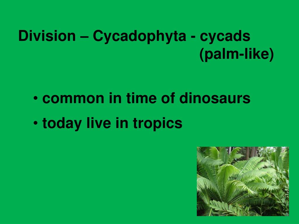 PPT - Plant Diversity I: How Plants Colonized Land PowerPoint ...