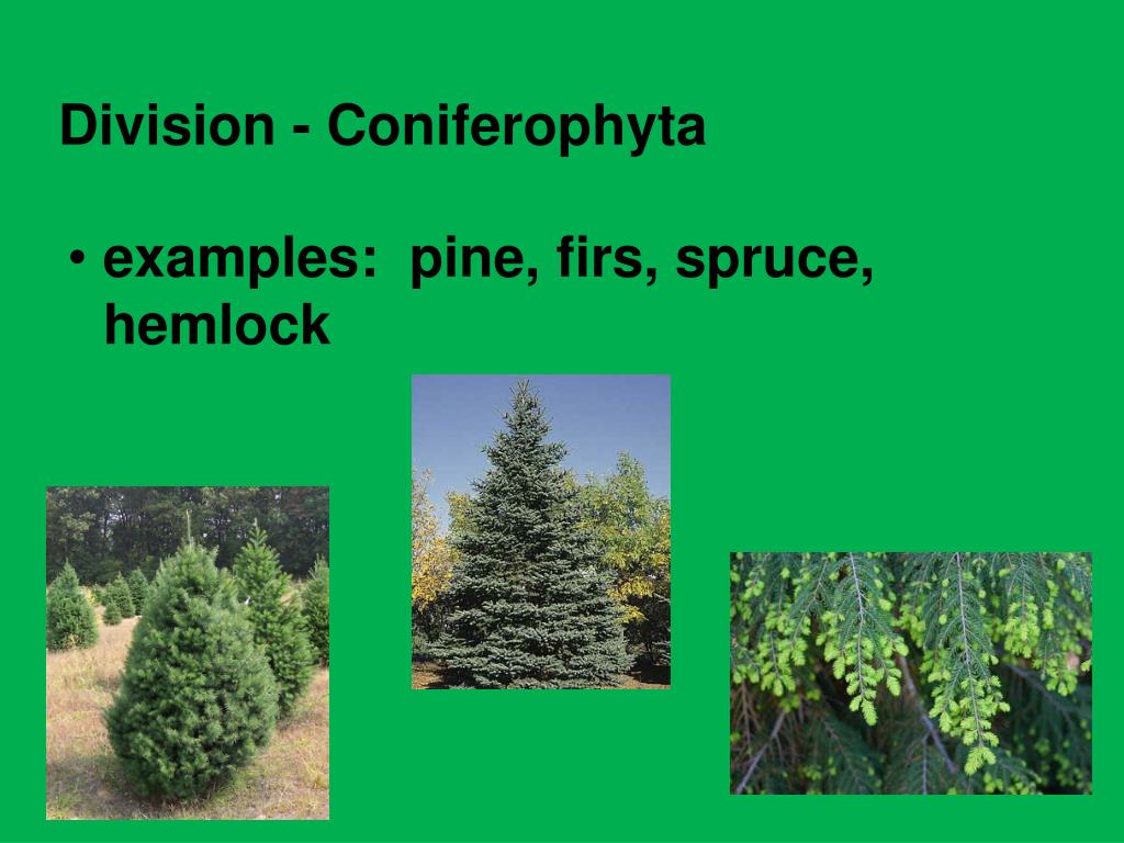 PPT - Plant Diversity I: How Plants Colonized Land PowerPoint ...