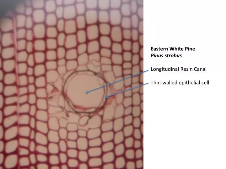 PPT - Eastern White Pine Pinus strobus Longitudinal Resin Canal Thin ...