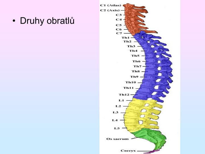 PPT - POHYBOVÝ SYSTÉM – PÁTEŘ PowerPoint Presentation - ID:2161240