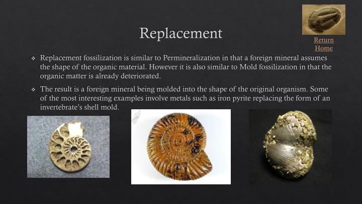 PPT - Processes of Fossilization PowerPoint Presentation - ID:2161435