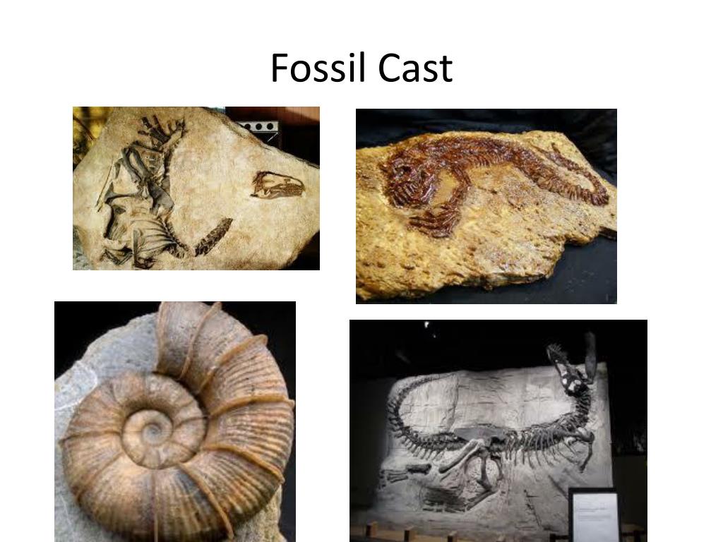 Ppt Paleontology Powerpoint Presentation Free Download Id 2161458