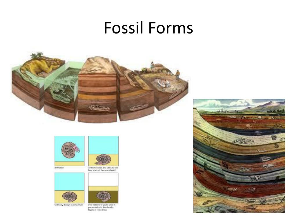 Ppt Paleontology Powerpoint Presentation Free Download Id 2161458