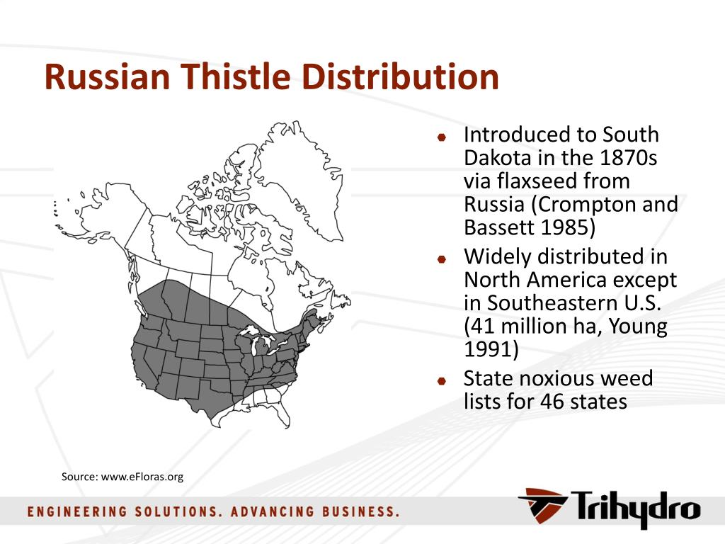 PPT - Russian thistle population dynamics at a former coal mine in ...