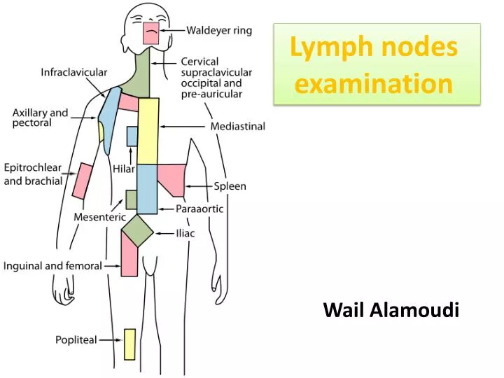 PPT - Lymph nodes examination PowerPoint Presentation - ID:2161773