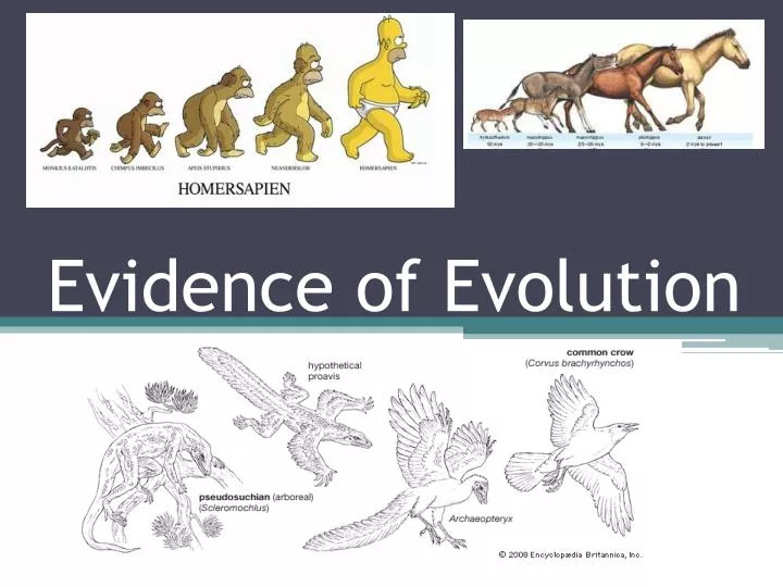 PPT - Evidence of Evolution PowerPoint Presentation, free download - ID ...