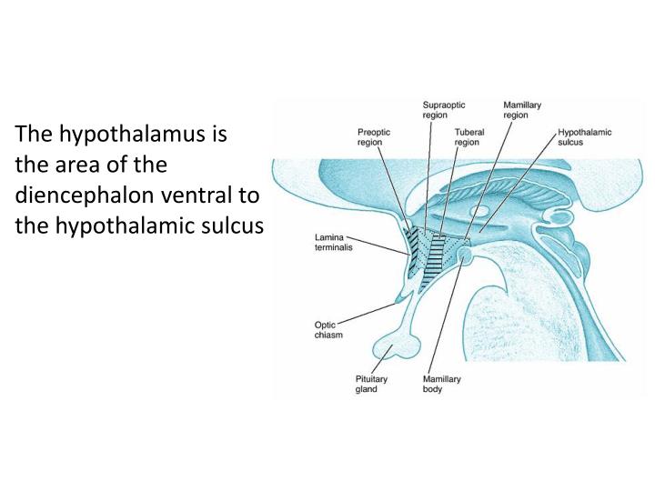 PPT - Anatomy of Hypothalamus PowerPoint Presentation - ID:2162026