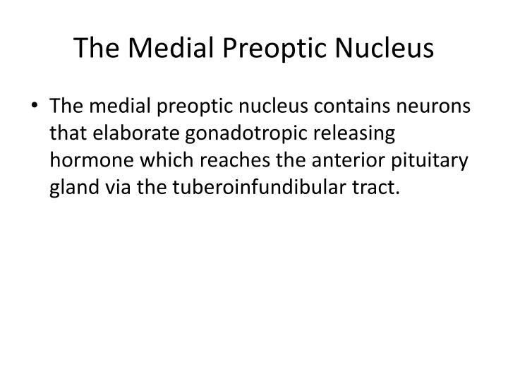 PPT - Anatomy of Hypothalamus PowerPoint Presentation - ID:2162026