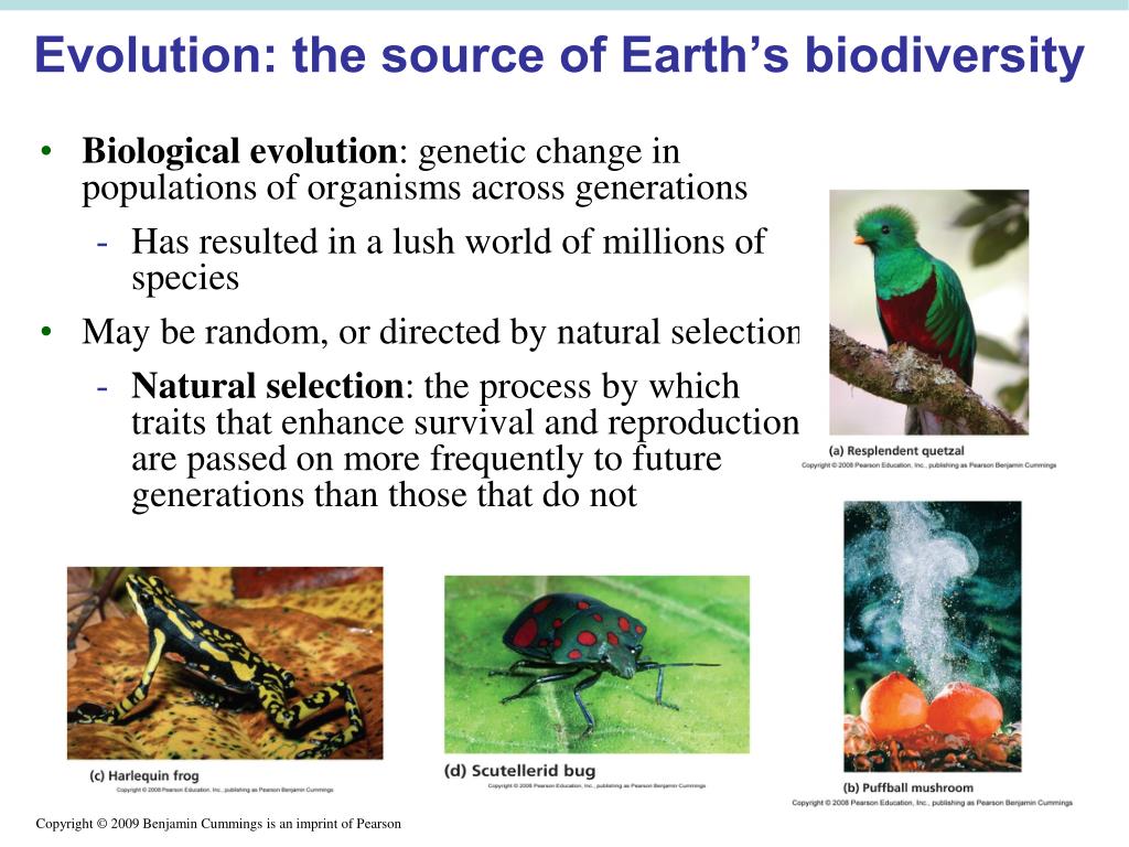 Ppt Chapter 4 Evolution Biodiversity And Population Ecology