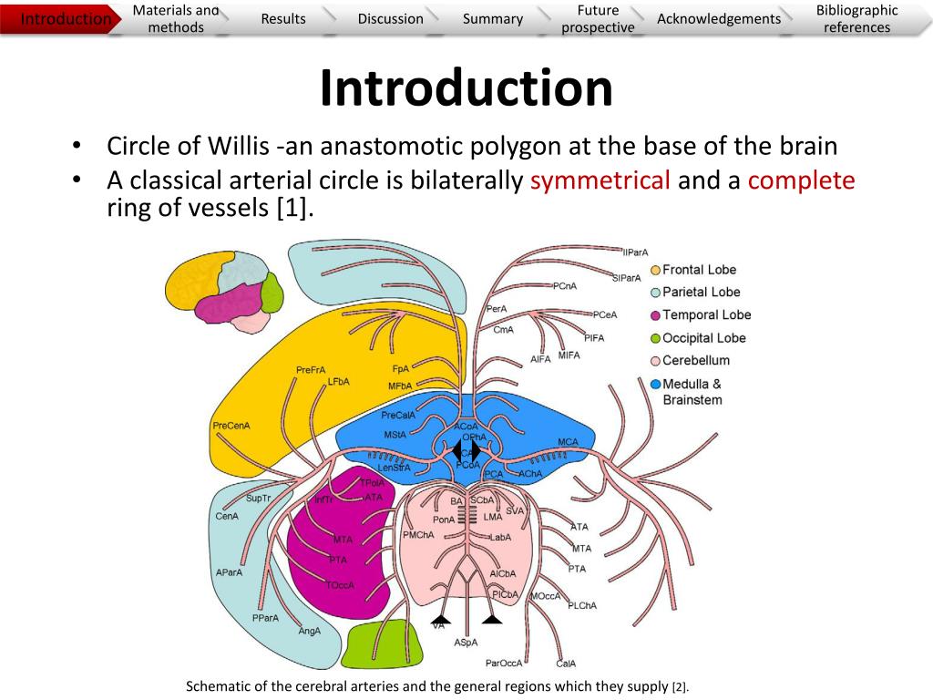 PPT - CIRCLE OF WILLIS: ANATOMICAL VARIATIONS IMPORTANT IN CEREBRAL ...