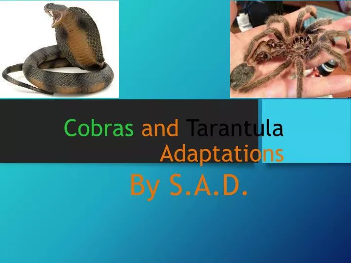 PPT - Cobras and Tarantula Adaptations PowerPoint Presentation, free ...