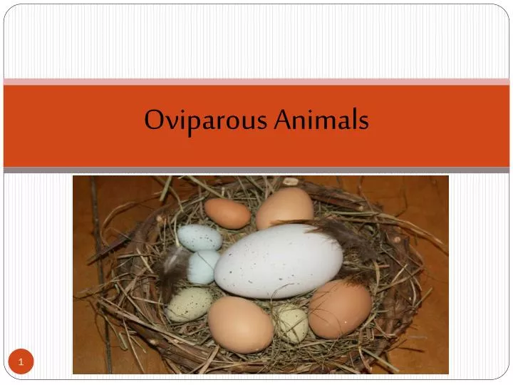 PPT - Oviparous Animals PowerPoint Presentation, free download - ID:2162362