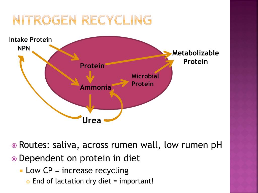 PPT - 429: Protein Nutrition PowerPoint Presentation, free download ...