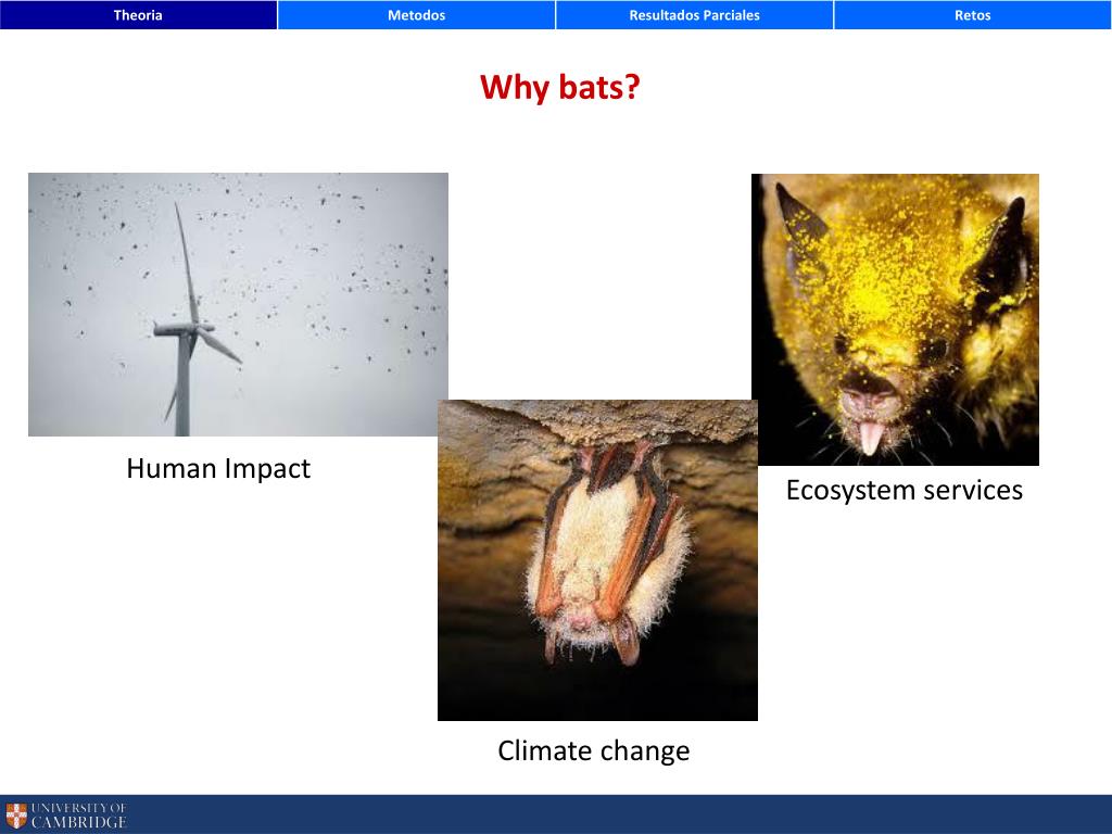 PPT - Acoustic Identification of Mexican Bats: Challenges and Solutions ...