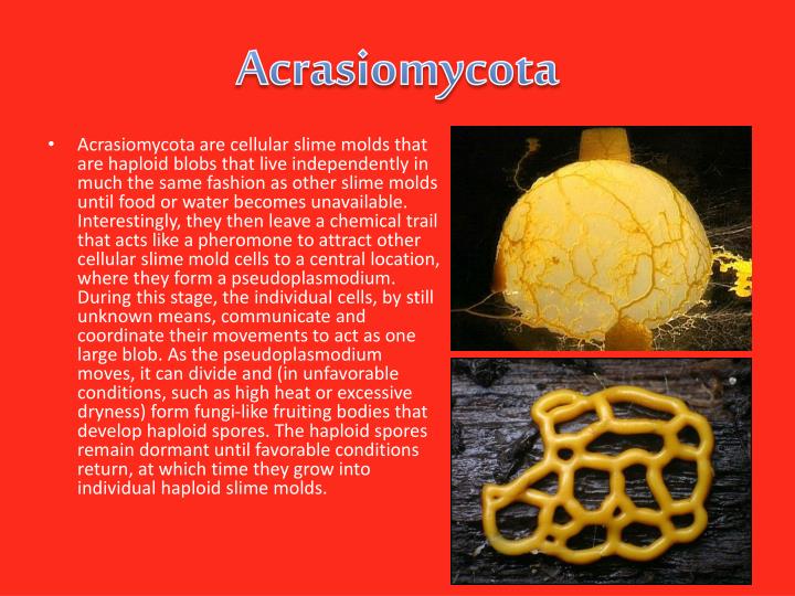 PPT - Protista : Rhizaria PowerPoint Presentation - ID:2163792