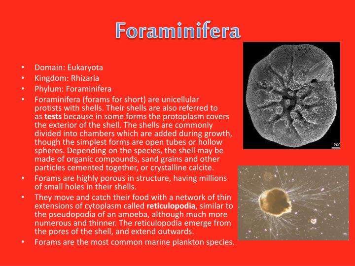 PPT - Protista : Rhizaria PowerPoint Presentation - ID:2163792