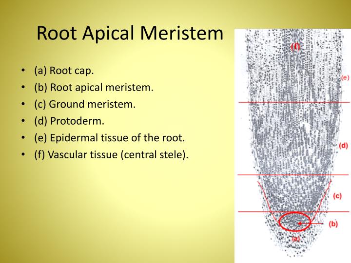 PPT - Plant Science PowerPoint Presentation - ID:2163832