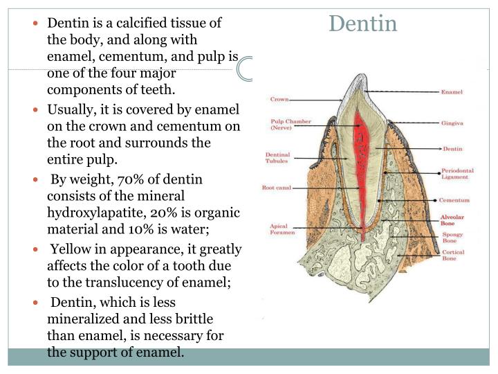 PPT - Dentin PowerPoint Presentation - ID:2163939
