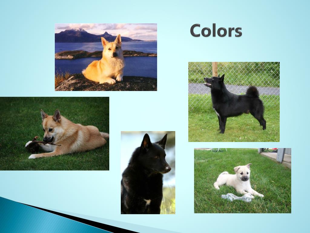PPT - Norwegian Buhund Club of America PowerPoint Presentation, free ...