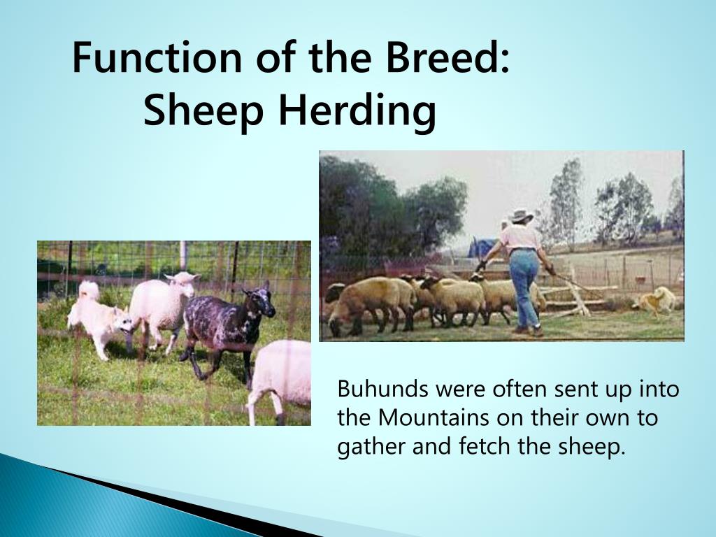 PPT - Norwegian Buhund Club of America PowerPoint Presentation, free ...