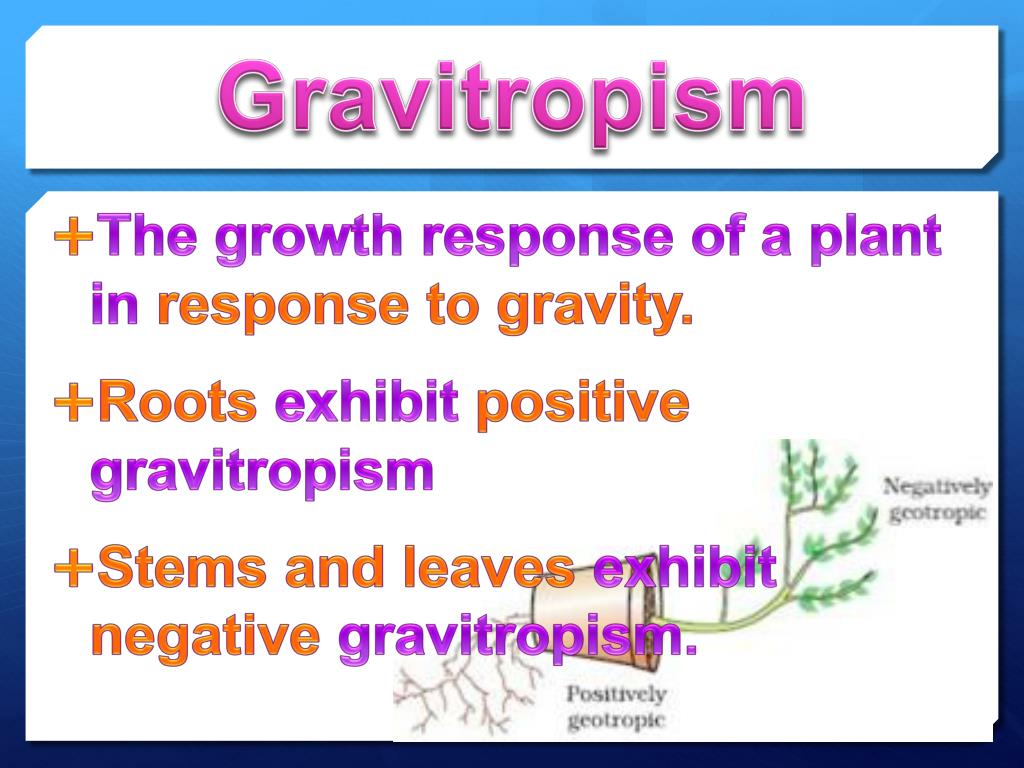 PPT - Homeostasis, Transpiration, Tropisms, & Turgor Pressure PowerPoint Presentation - ID:2164021